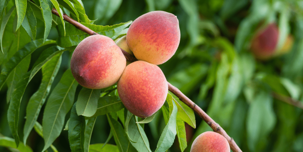 Are Peaches Acidic or Alkaline? | Dr. Russell Jaffe